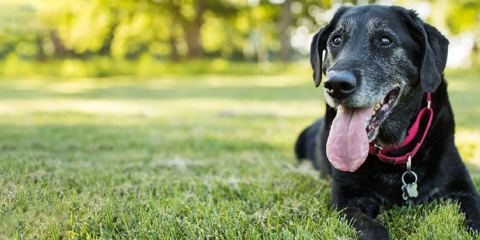 Pet Doctors Botany - Unit 9, 2 Bishop Dunn Place, Botany