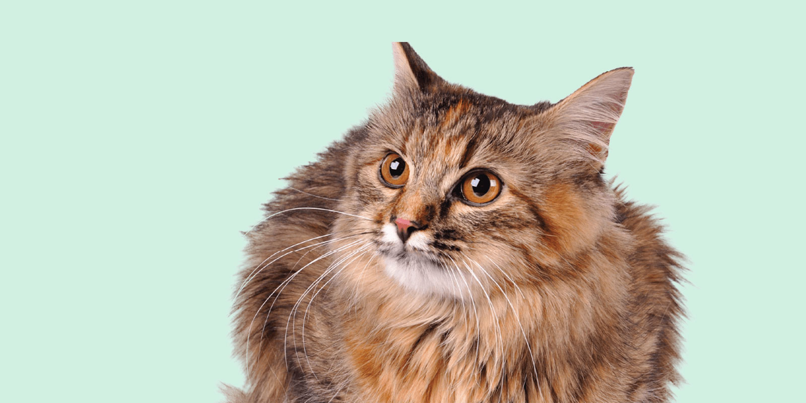 Pet Doctors Botany - Unit 9, 2 Bishop Dunn Place, Botany